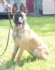 Trained Dogs for Sale - Shultz K9