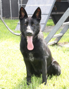 Trained Dogs for Sale - Shultz K9